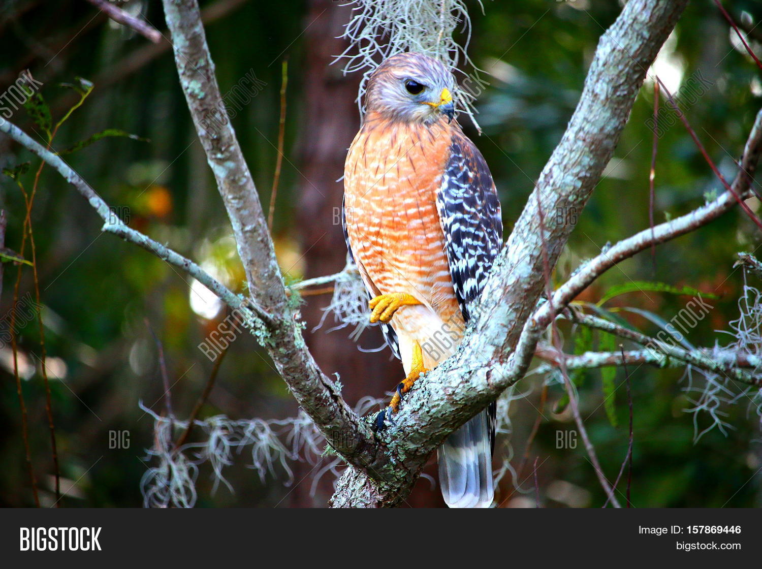 Hawk Showing Me Stance Image & Photo (Free Trial) | Bigstock