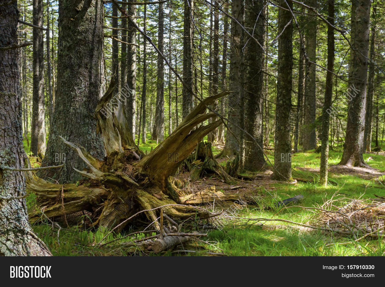 Untouched Primeval Image & Photo (Free Trial) | Bigstock