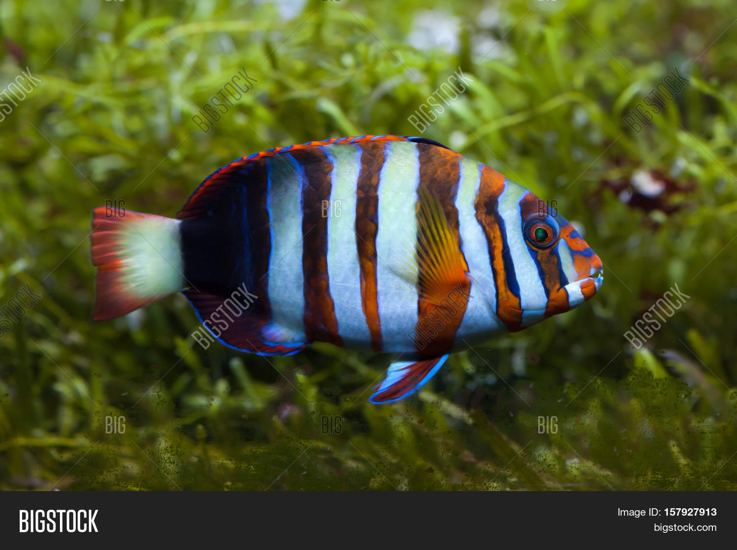 Harlequin Tuskfish ( Image & Photo (Free Trial) | Bigstock