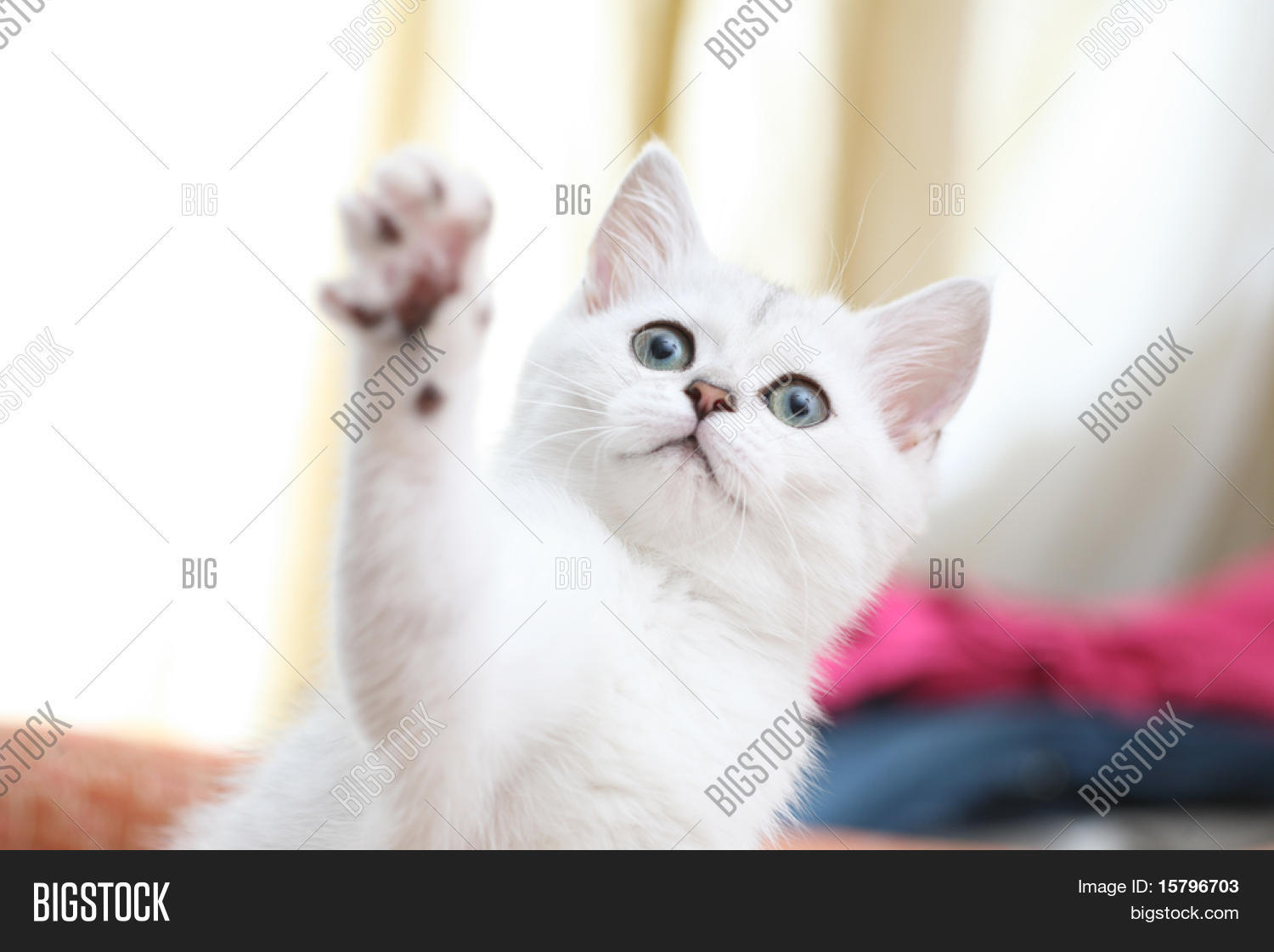 White Cat Playing. Image & Photo (Free Trial) | Bigstock