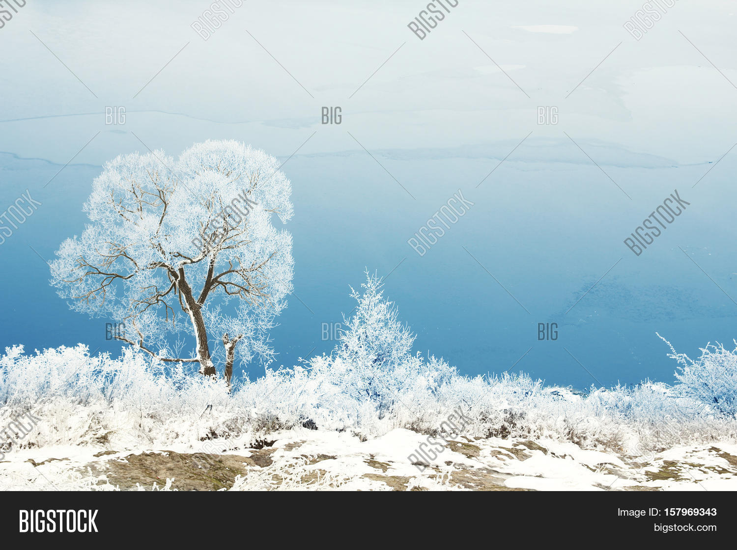 Winter Tree Trunk Image & Photo (Free Trial) | Bigstock