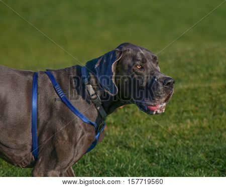 Huge Great Dane Image & Photo (Free Trial) | Bigstock