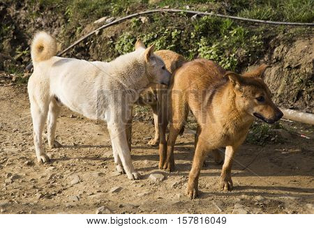 Male Female Dog Mating Image & Photo (Free Trial) | Bigstock