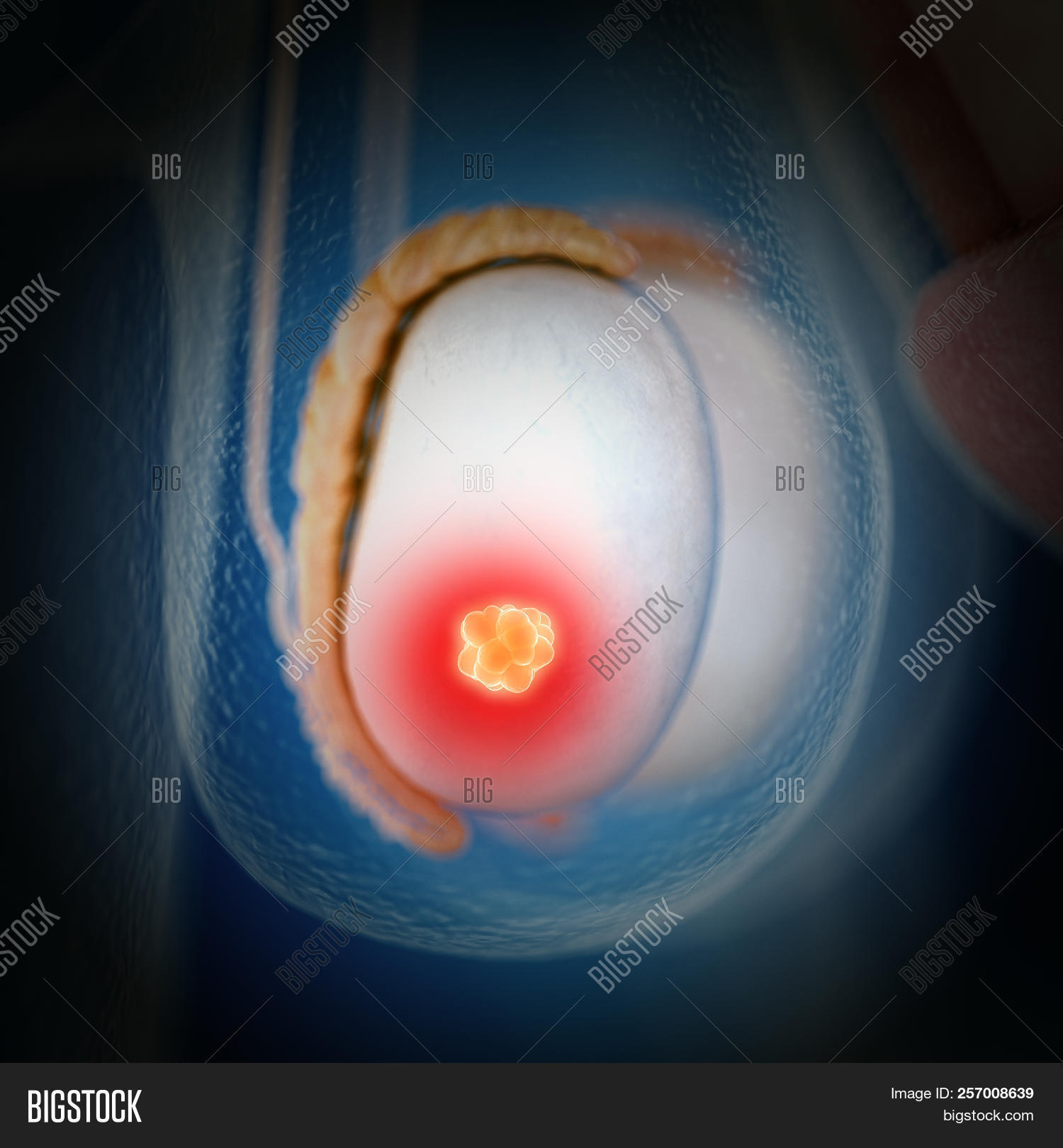 3d Rendered Medically Image & Photo (Free Trial) | Bigstock