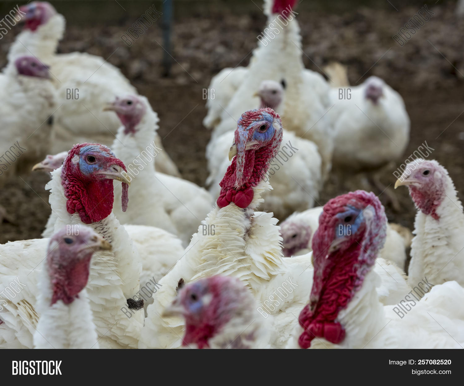 Portrait Turkey-poult Image & Photo (Free Trial) | Bigstock