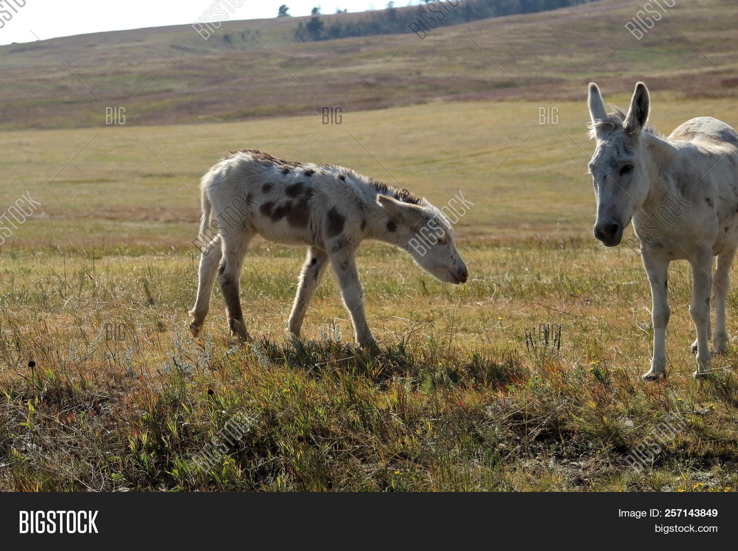 Mother Baby Burro Image & Photo (Free Trial) | Bigstock