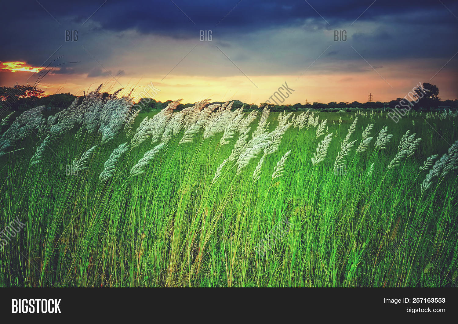 White Kash Plant Kans Image & Photo (Free Trial) | Bigstock