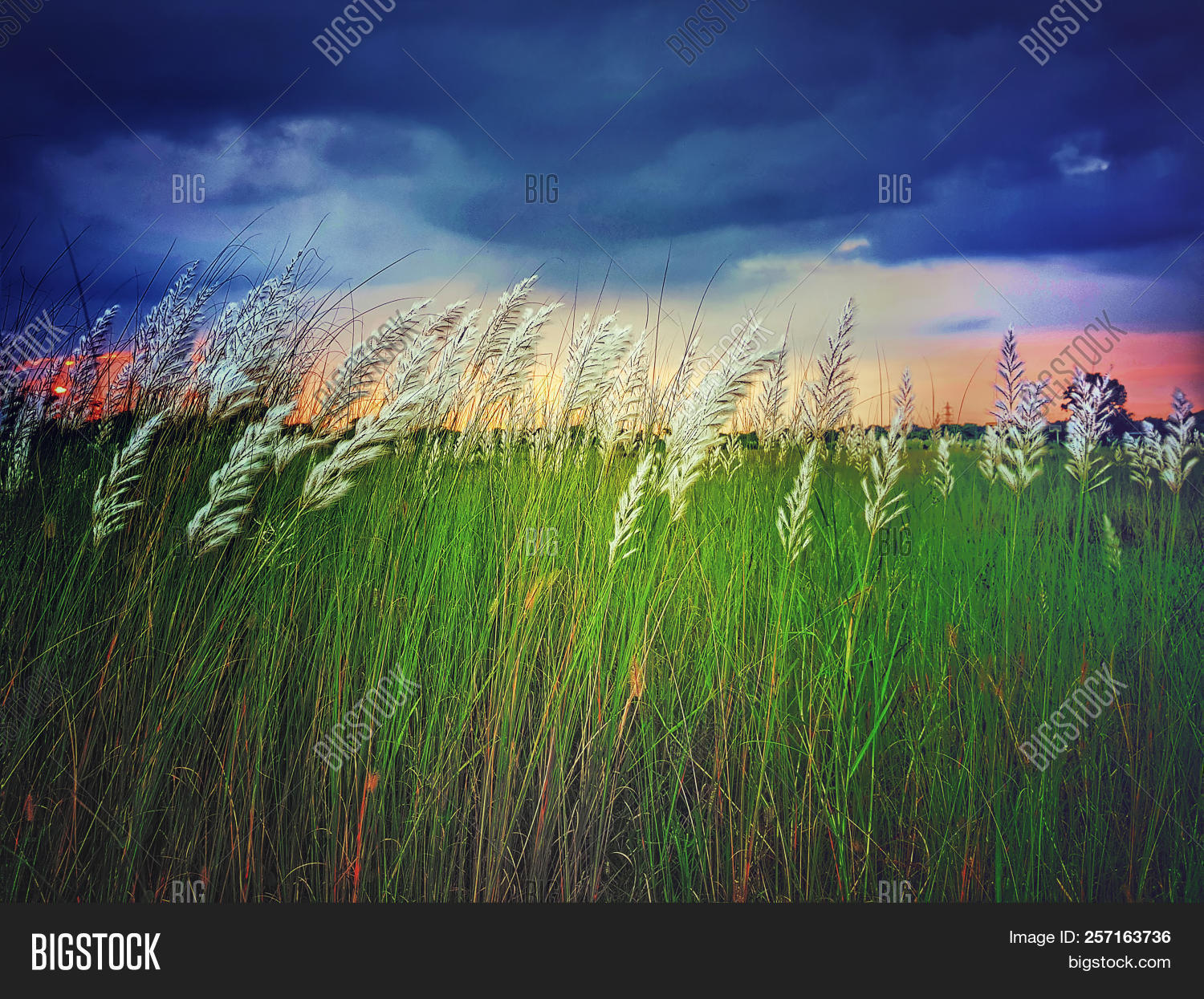 White Kash Plant Kans Image & Photo (Free Trial) | Bigstock