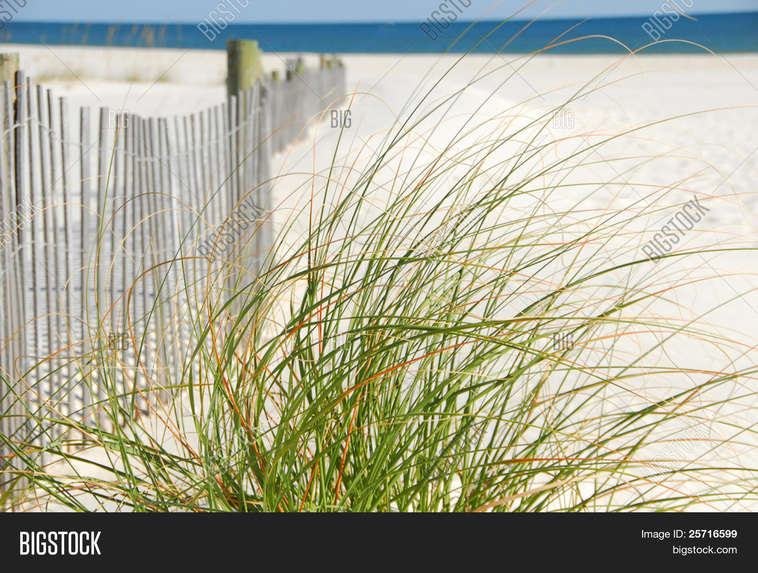 Sea Grasses Next Sand Image & Photo (Free Trial) | Bigstock