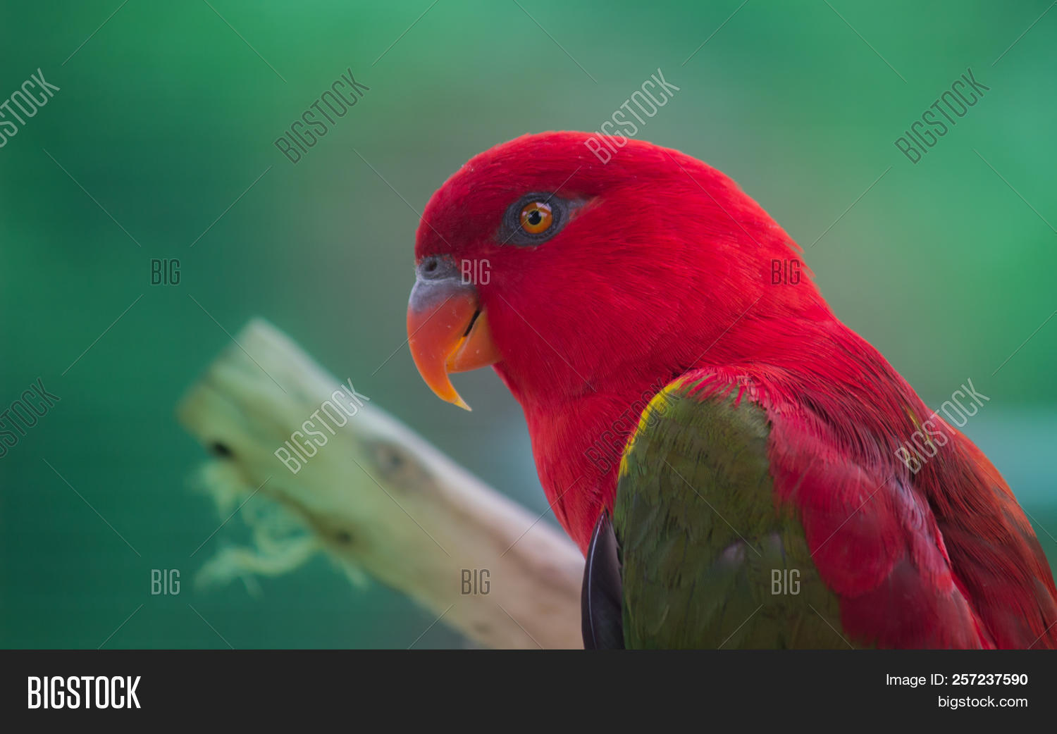 Portrait Red Parrot Image & Photo (Free Trial) | Bigstock
