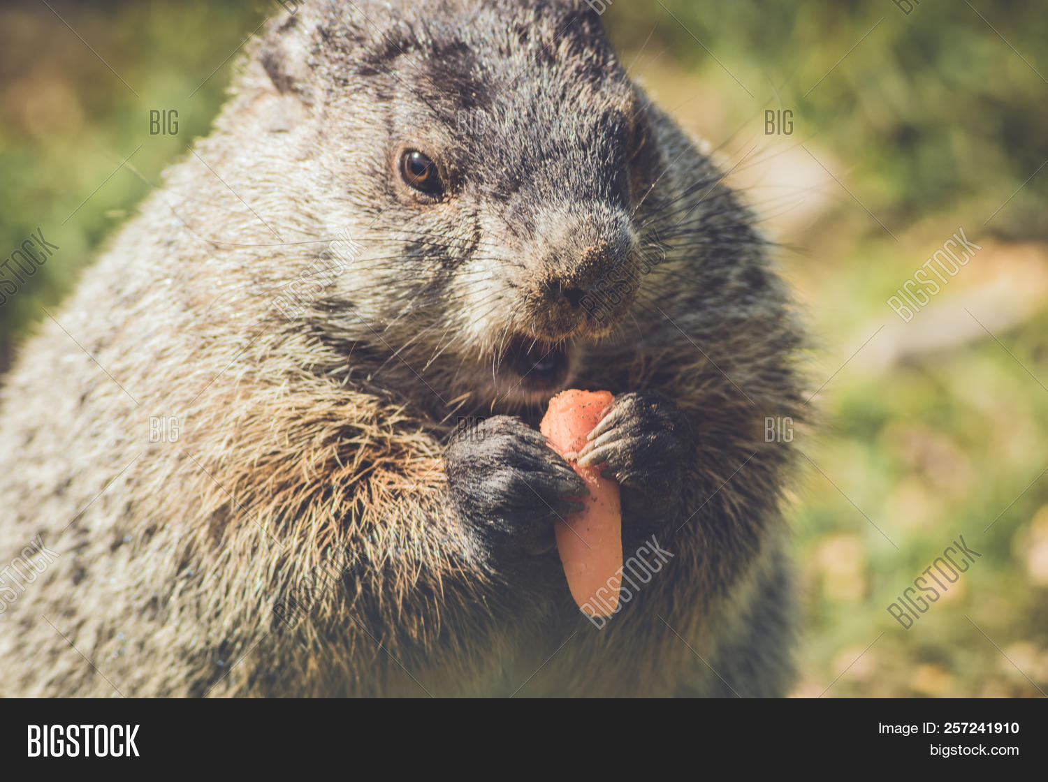 Young Groundhog ( Image & Photo (Free Trial) | Bigstock