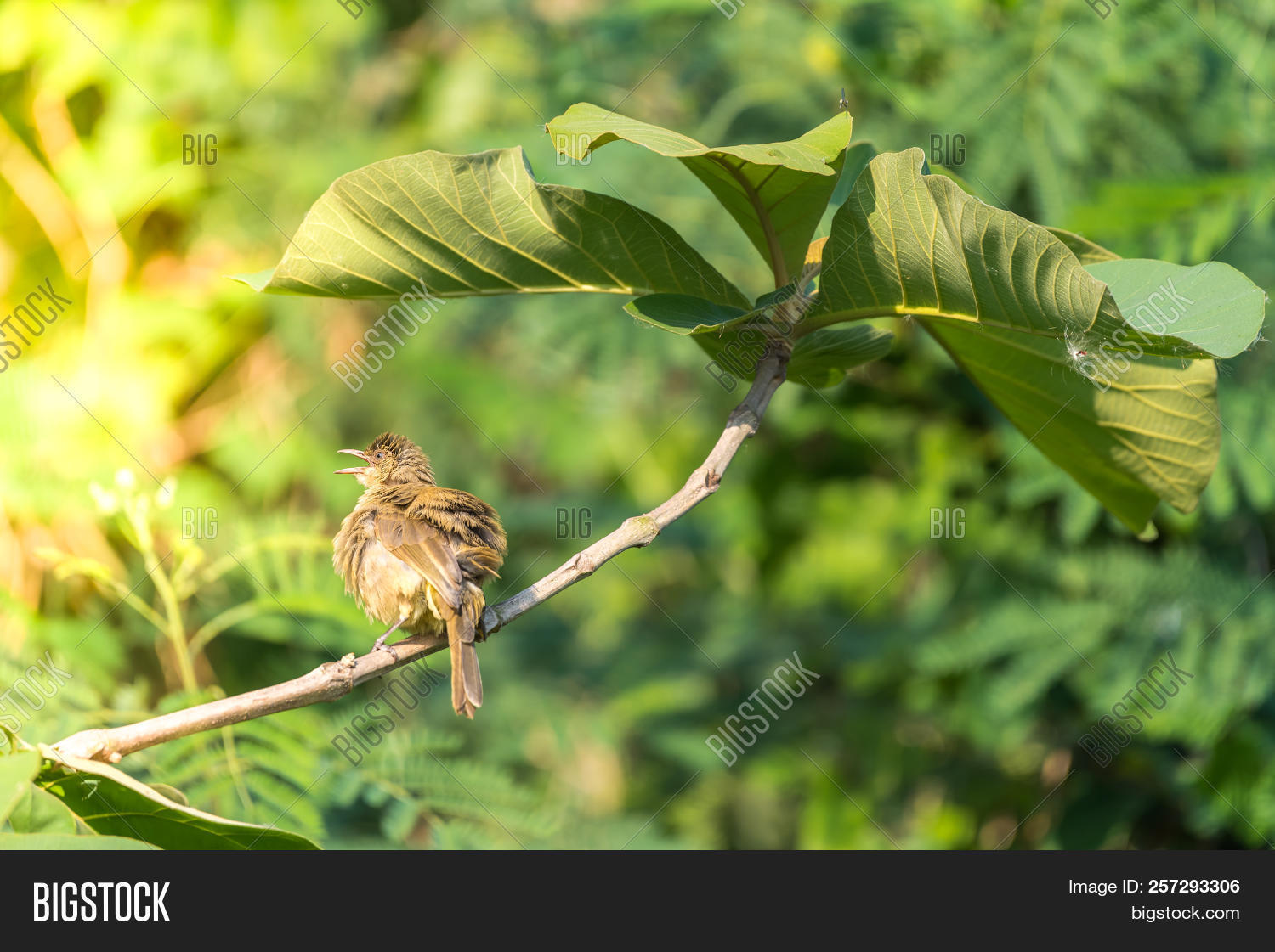 Bird (streak-eared Image & Photo (Free Trial) | Bigstock