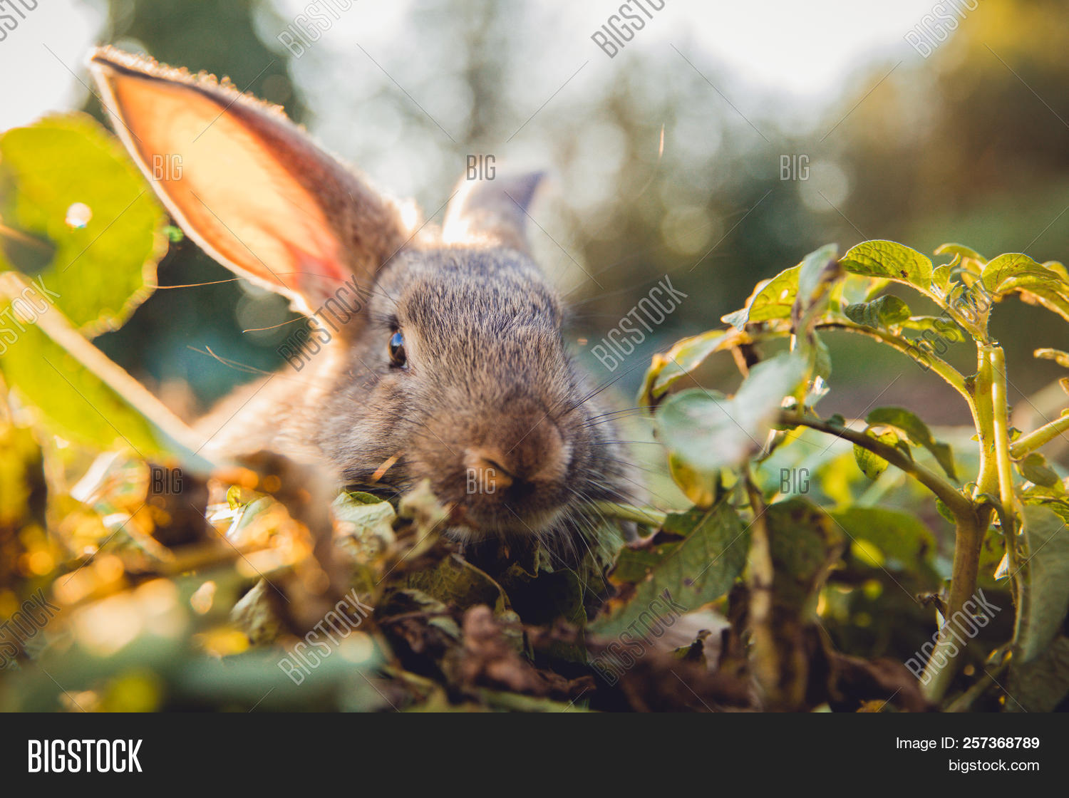 Brownish Gray Rabbit Image & Photo (Free Trial) | Bigstock