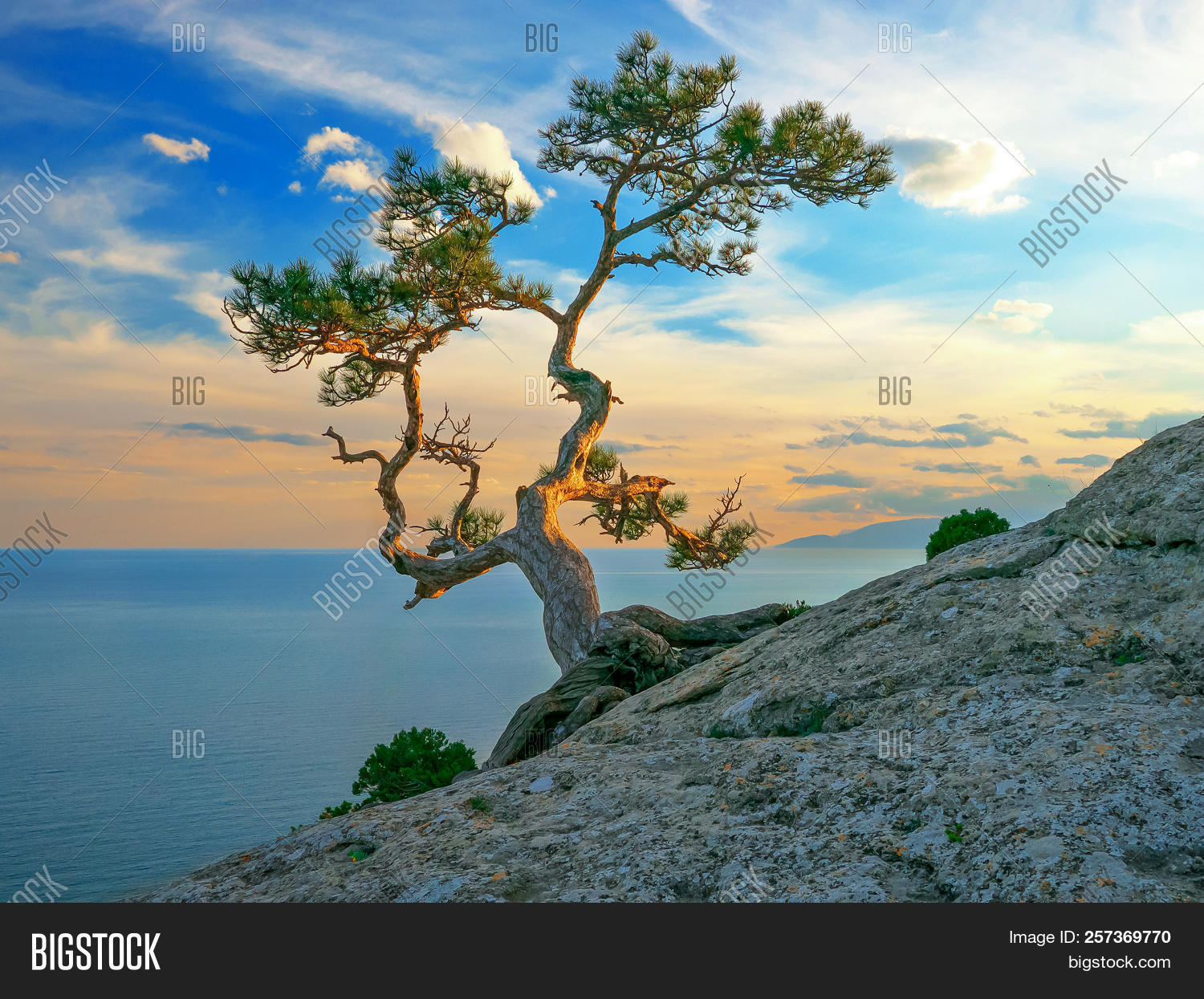 Pine On Rocks Near Sea Image & Photo (Free Trial) | Bigstock