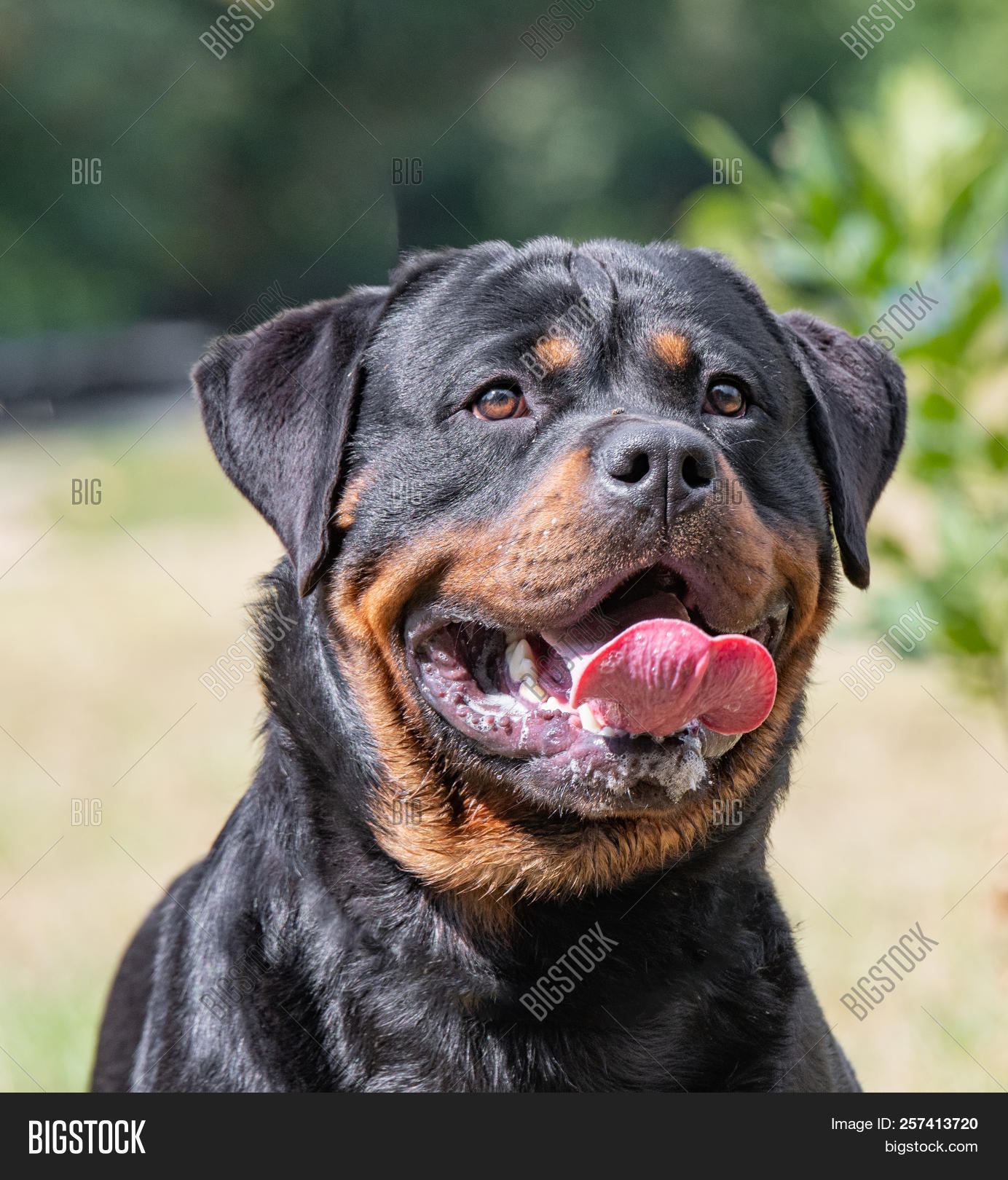 Purebred Rottweiler Image & Photo (Free Trial) | Bigstock