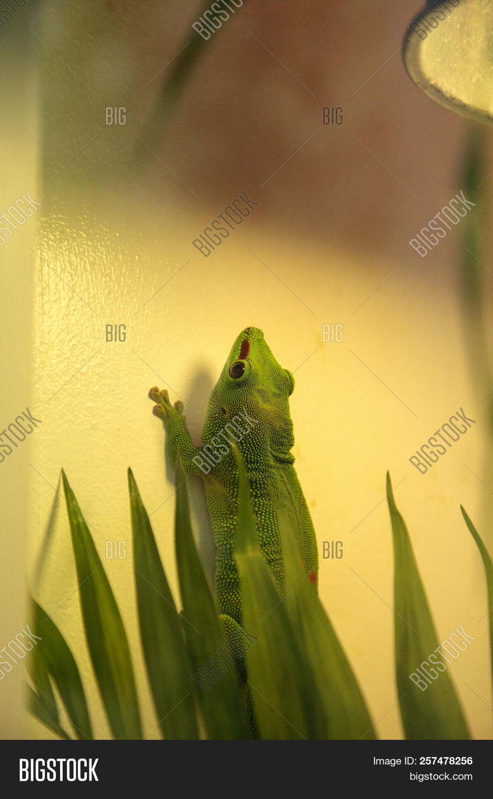 Green Day Gecko Image & Photo (Free Trial) | Bigstock