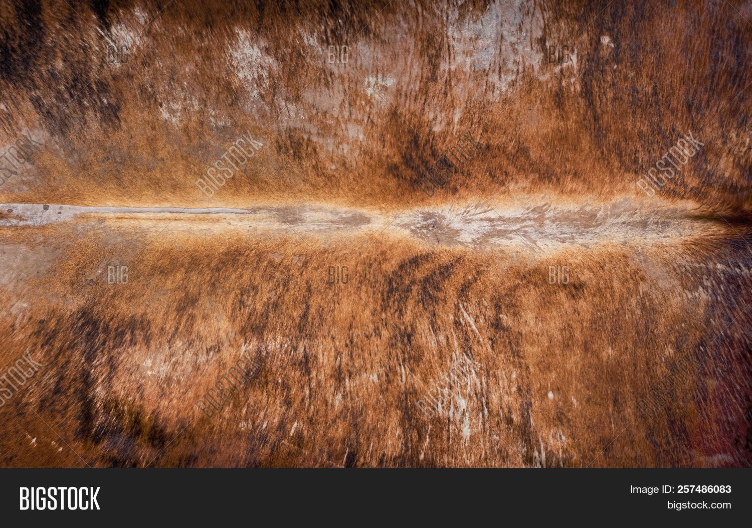 Cowhide Background Image & Photo (Free Trial) | Bigstock