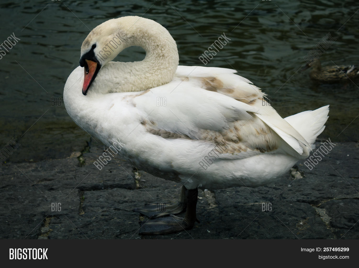 White Swan His Neck S Image & Photo (Free Trial) | Bigstock