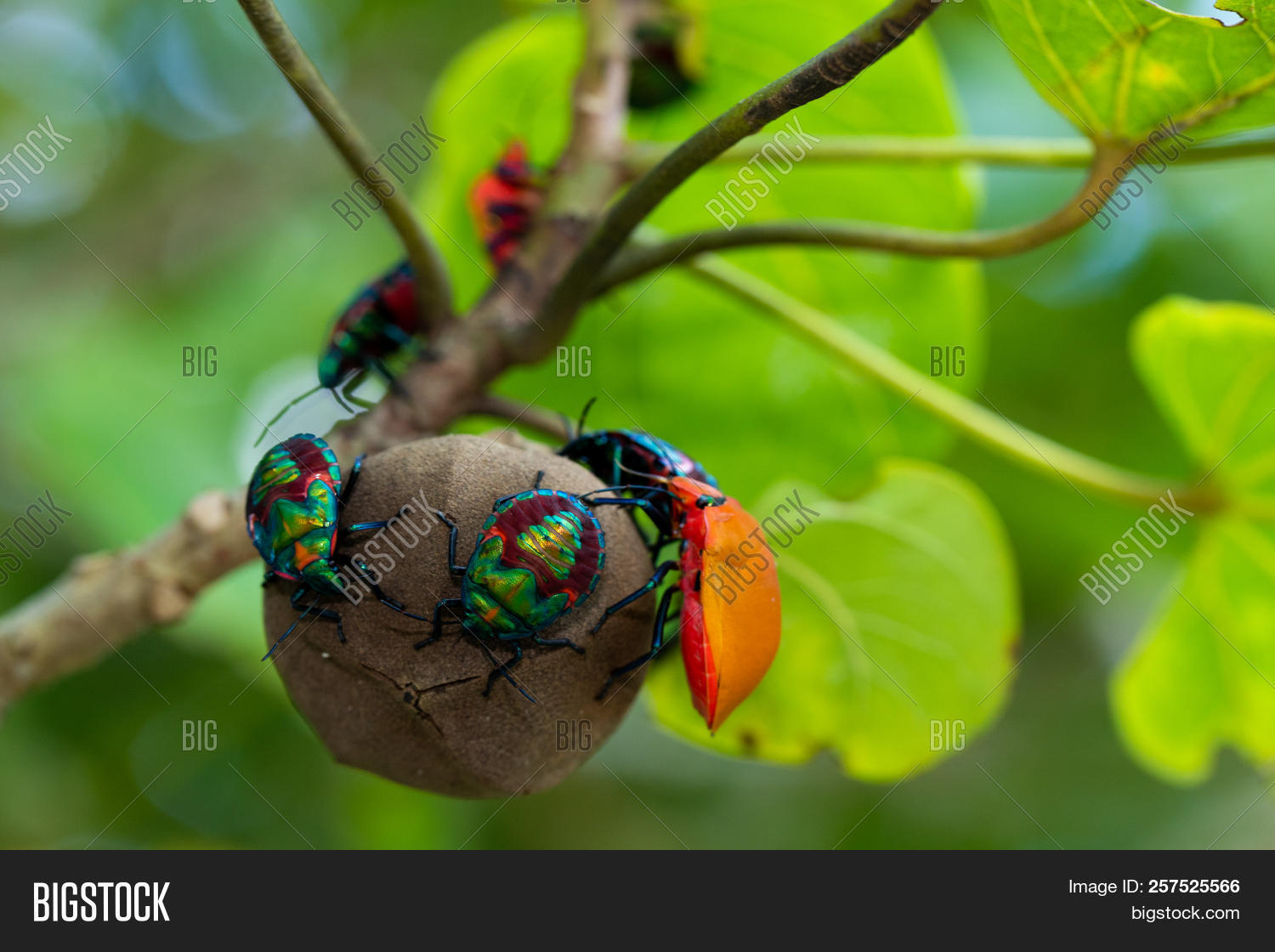 Group Jewel Bug Larvas Image & Photo (Free Trial) | Bigstock