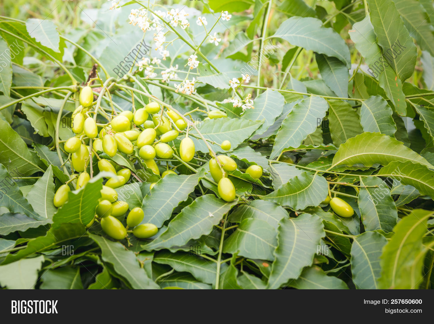 Medicinal Neem Leaves Image & Photo (Free Trial) | Bigstock