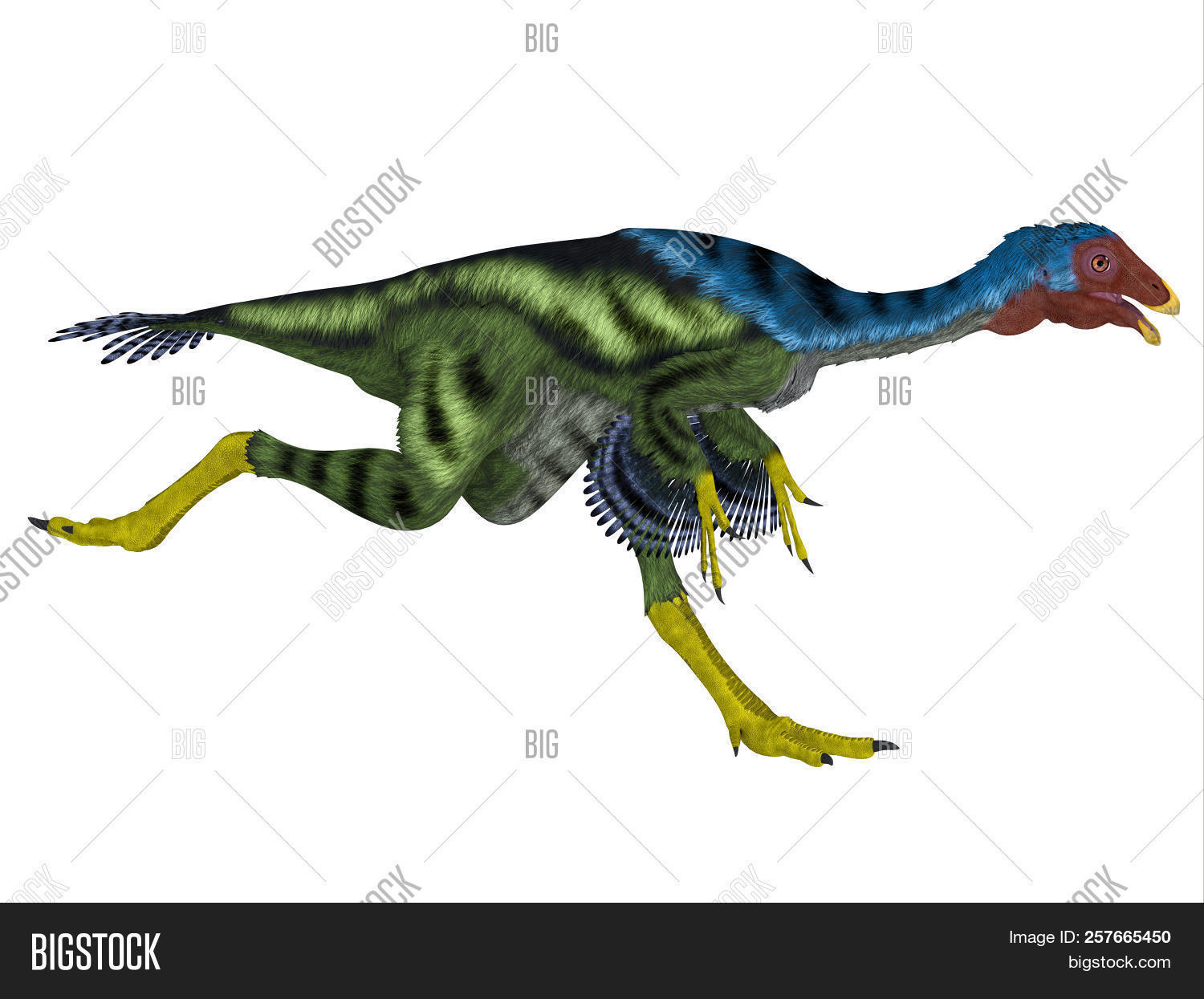 Caudipteryx Dinosaur Image & Photo (Free Trial) | Bigstock