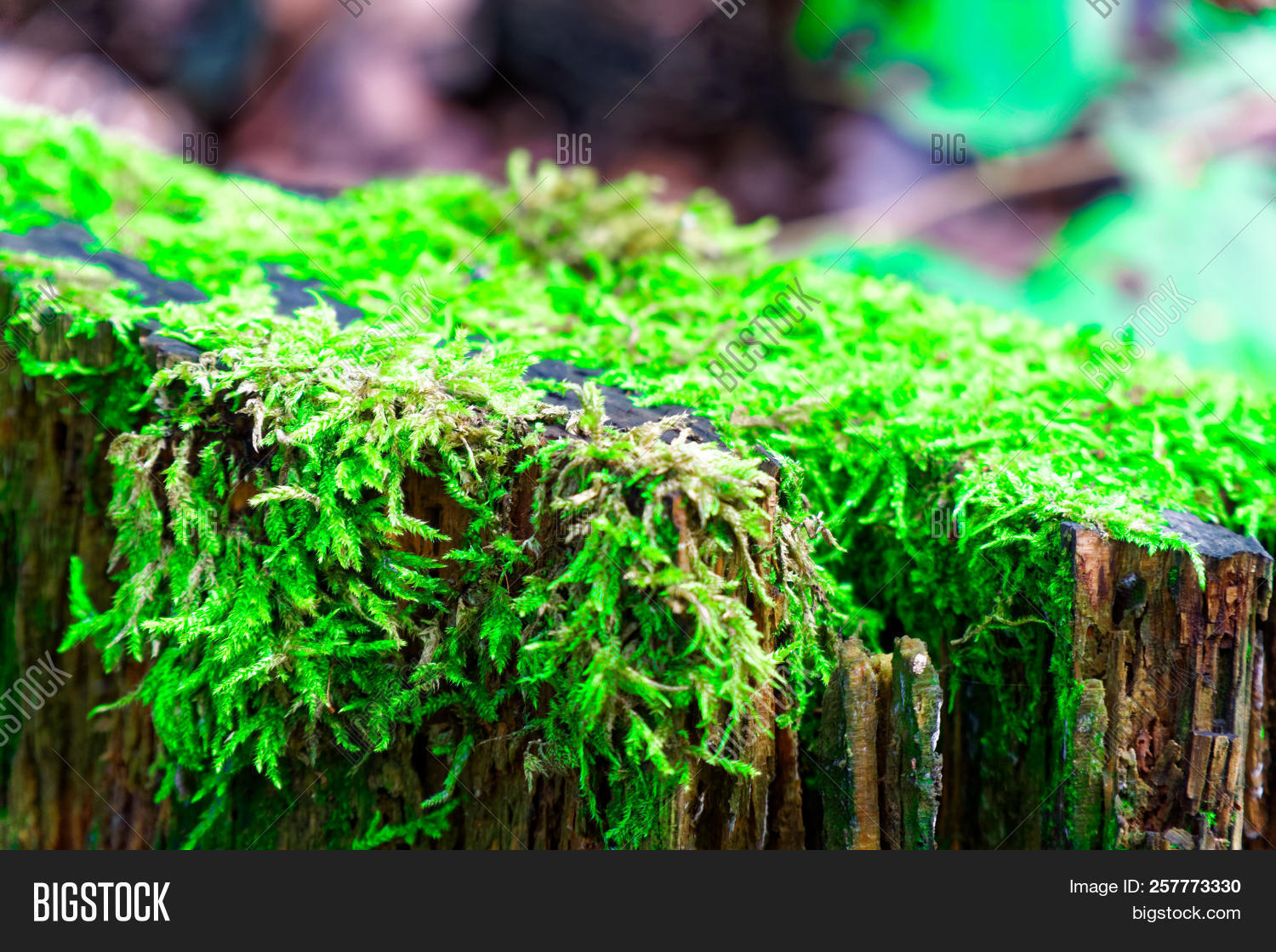 Moss On Tree Roots, Image & Photo (Free Trial) | Bigstock