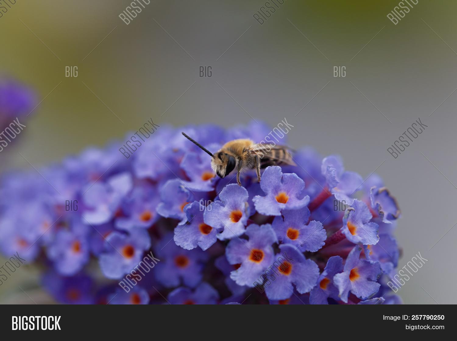 Plasterer Bee ( Image & Photo (Free Trial) | Bigstock