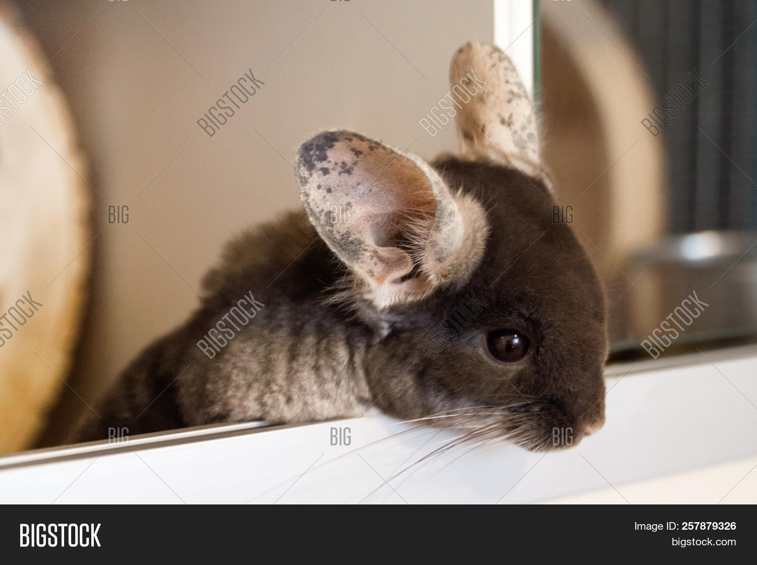 Cute Chinchilla Brown Image & Photo (Free Trial) | Bigstock