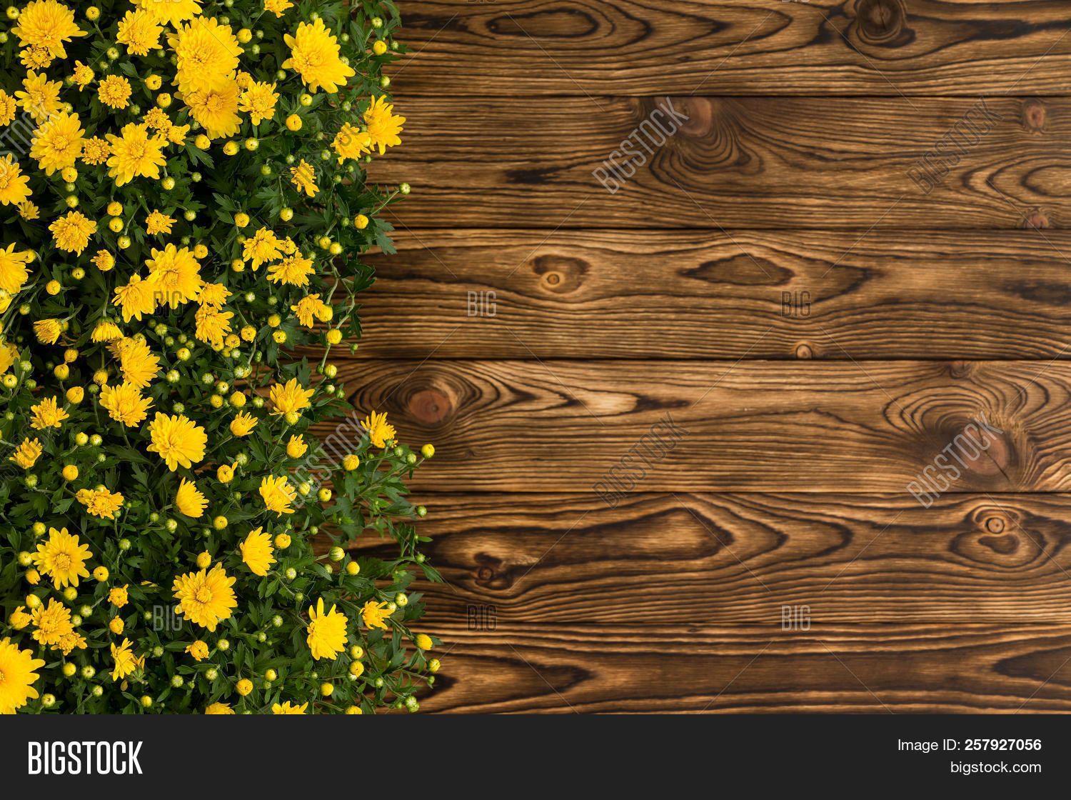 Colorful Yellow Border Image & Photo (Free Trial) | Bigstock