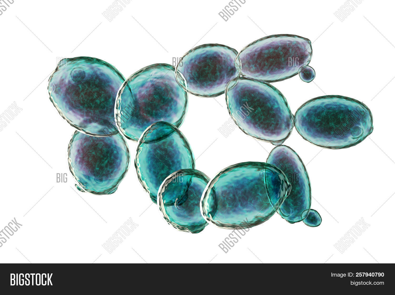 Saccharomyces Image & Photo (Free Trial) | Bigstock