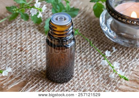 Bottle Common Vervain Image & Photo (Free Trial) | Bigstock