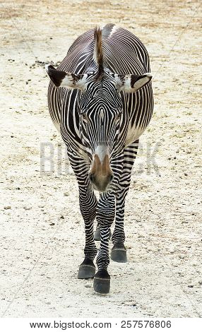 Front View Zebra Images, Illustrations & Vectors (Free) - Bigstock
