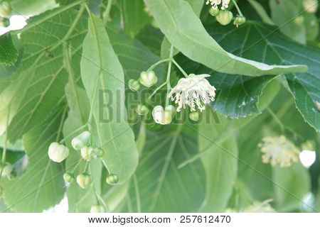 Linden Tree Blossom Image & Photo (Free Trial) | Bigstock