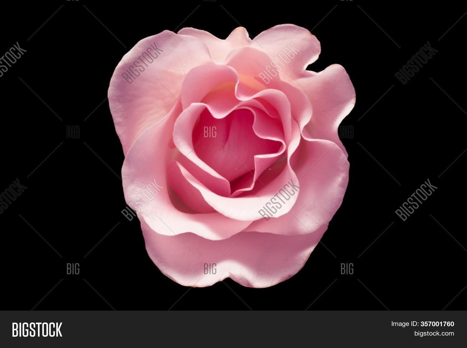 Close Rose Flower. Image & Photo (Free Trial) | Bigstock