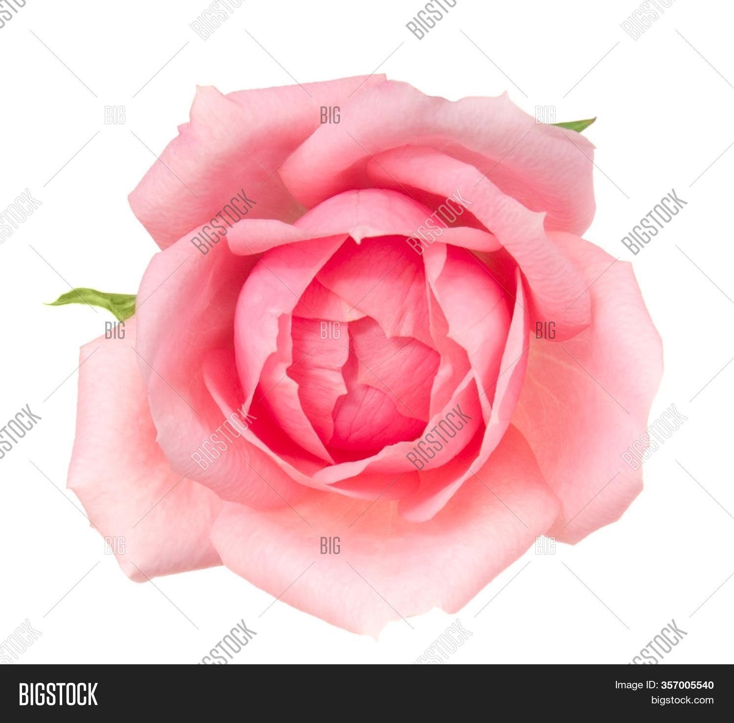 Close Rose Flower. Image & Photo (Free Trial) | Bigstock