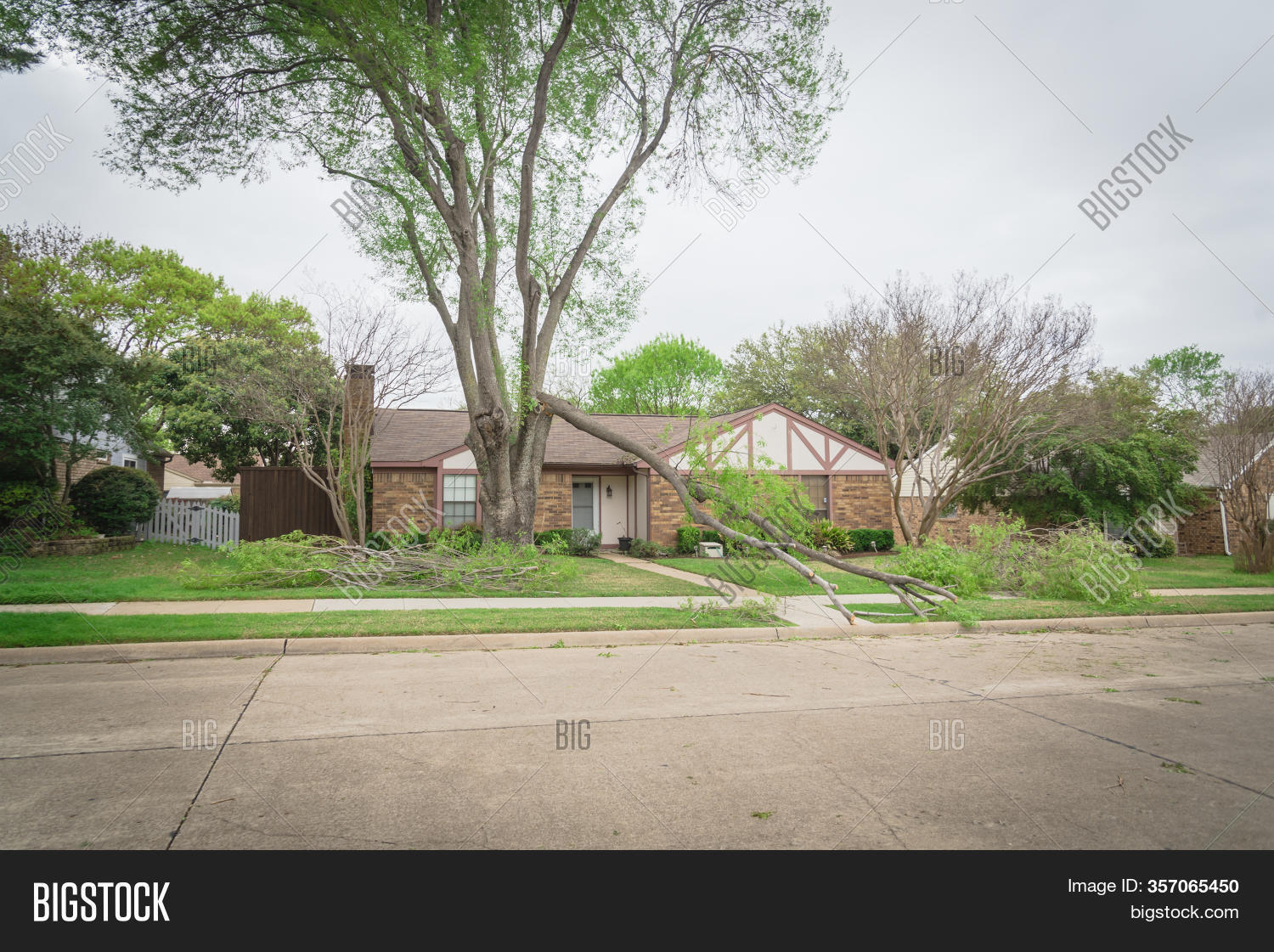 Fallen Maple Tree Image & Photo (Free Trial) | Bigstock