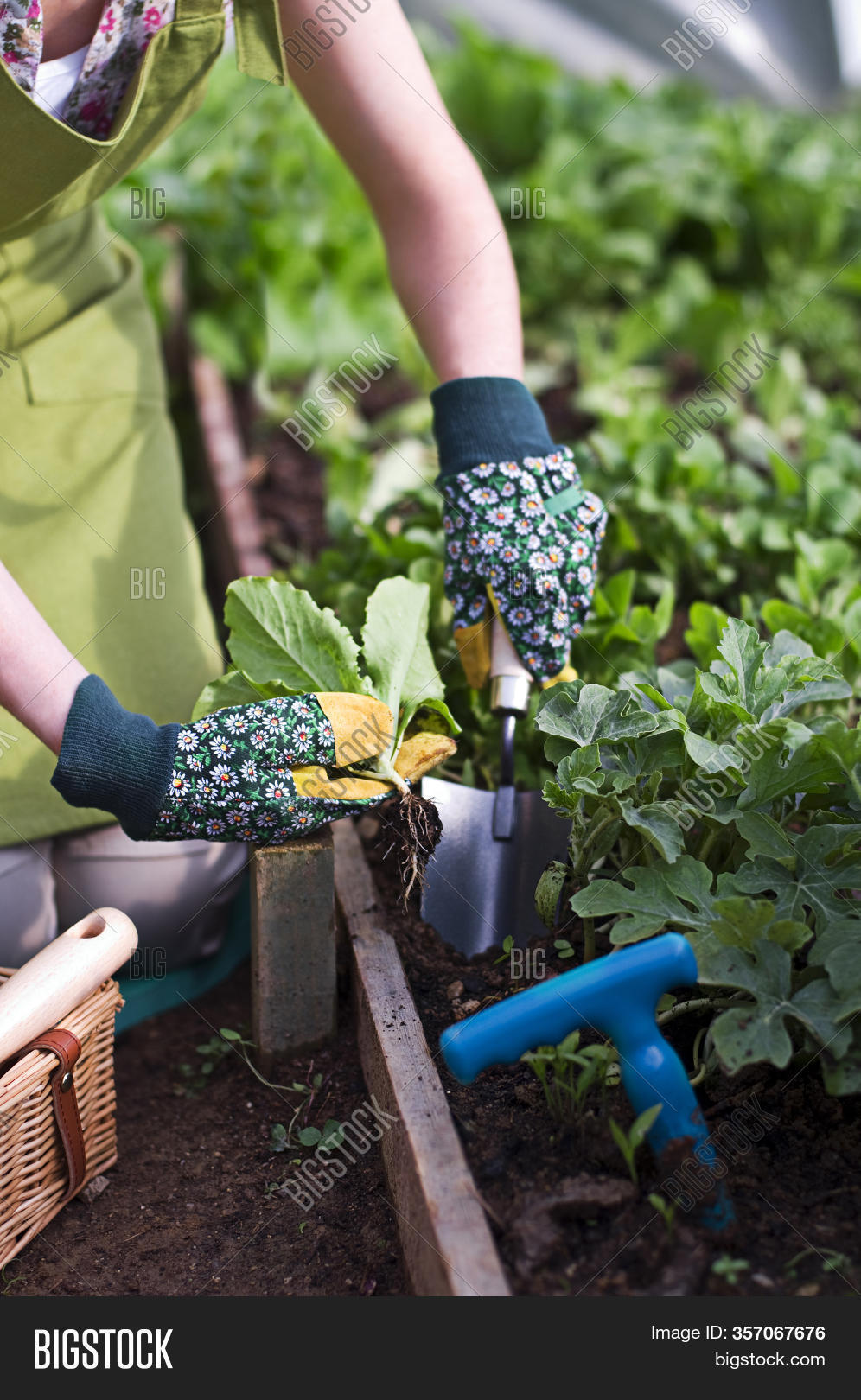 Gardener Hands Image & Photo (Free Trial) | Bigstock