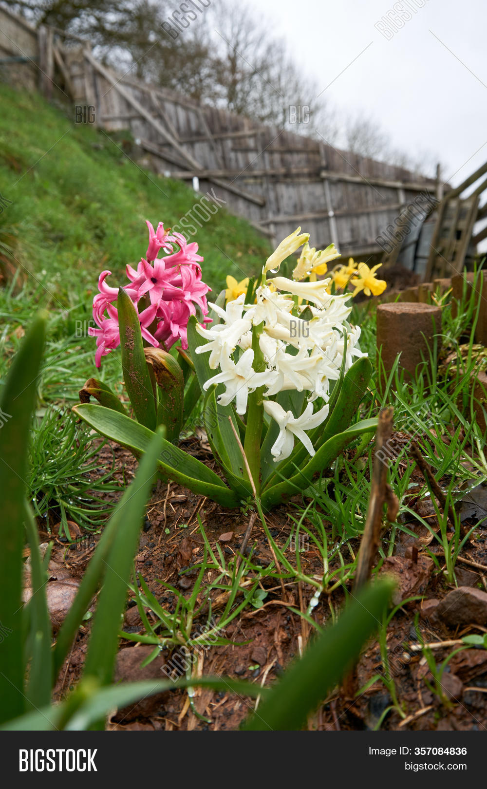 Hyacinthus Species Image & Photo (Free Trial) | Bigstock