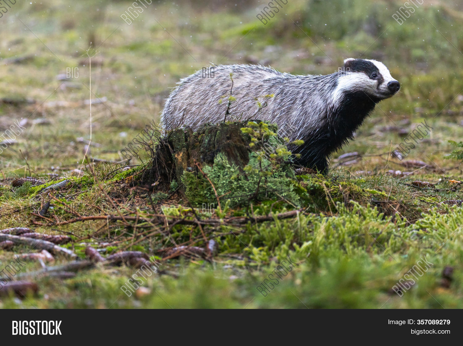 European Badger Known Image & Photo (Free Trial) | Bigstock