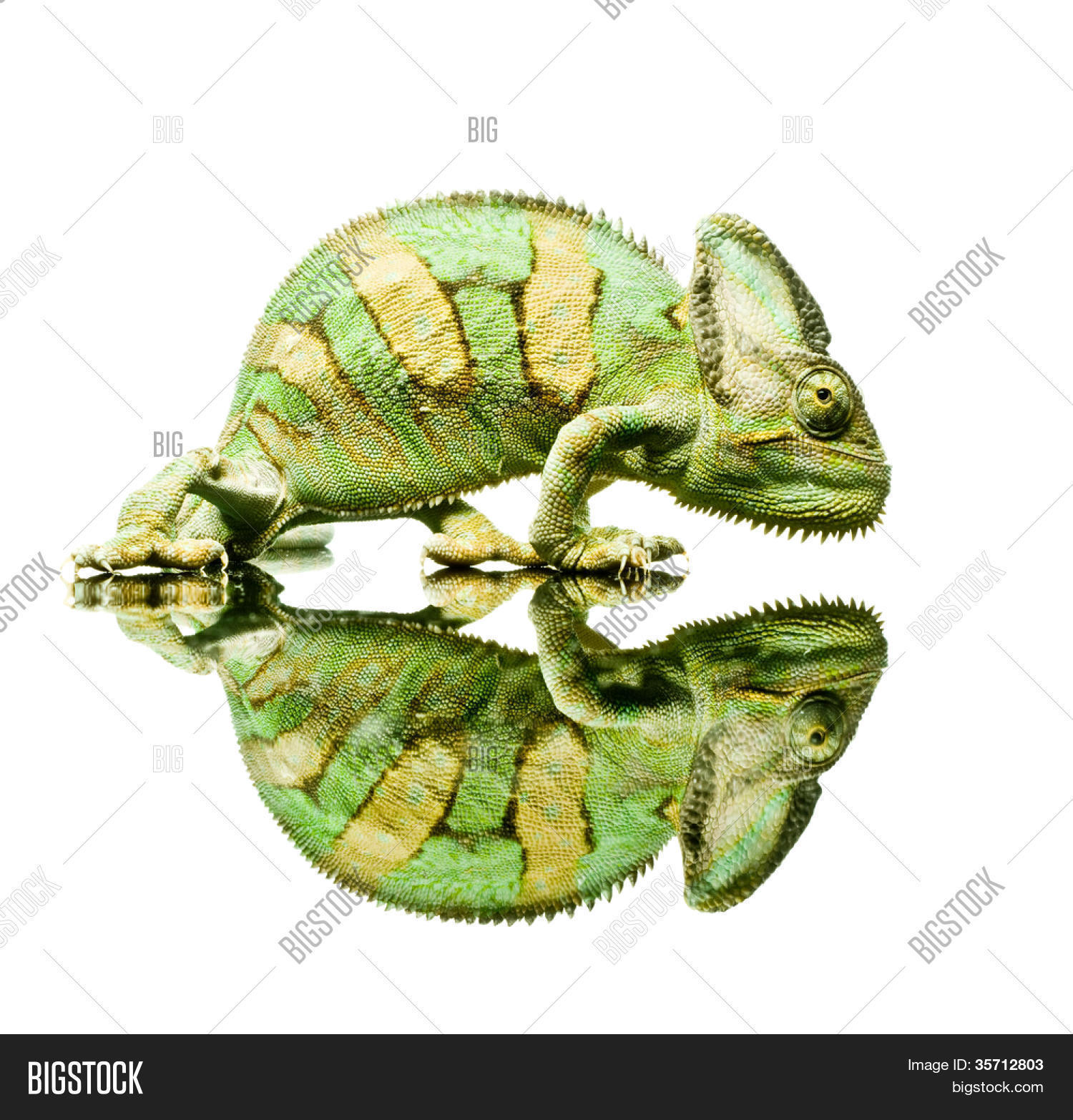 Small Chameleon. Image & Photo (Free Trial) | Bigstock