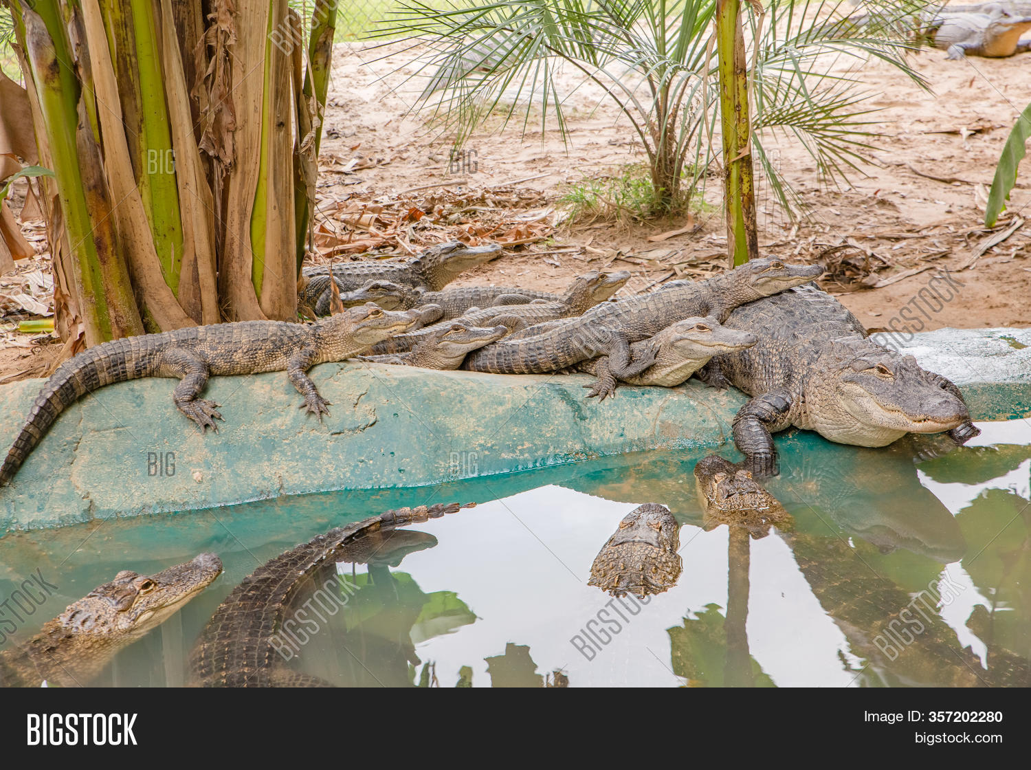 Alligators Alligator Image & Photo (Free Trial) | Bigstock