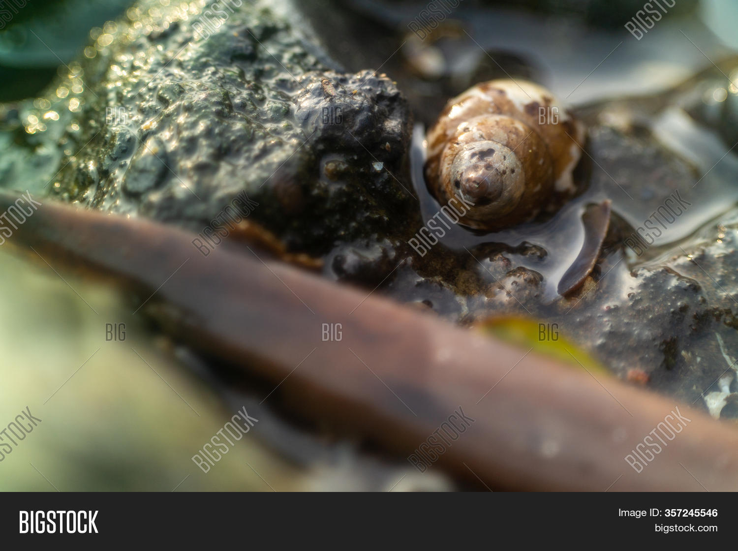 Freshwater Snails Image & Photo (Free Trial) | Bigstock