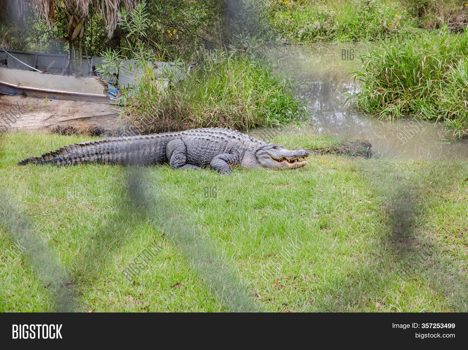 Alligators Alligator Image & Photo (Free Trial) | Bigstock