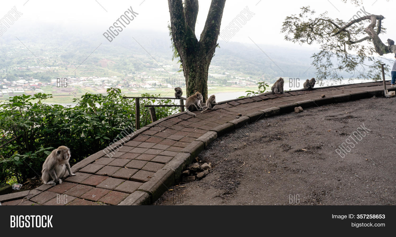 Life Wild Monkeys. Image & Photo (Free Trial) | Bigstock
