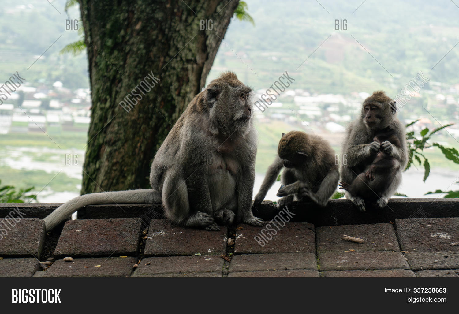 .observation Behavior Image & Photo (Free Trial) | Bigstock