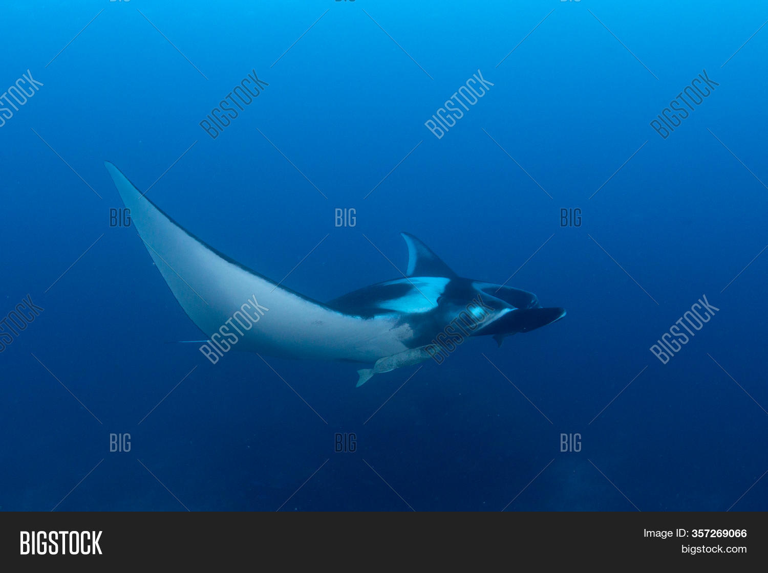 Giant Oceanic Manta Image & Photo (Free Trial) | Bigstock