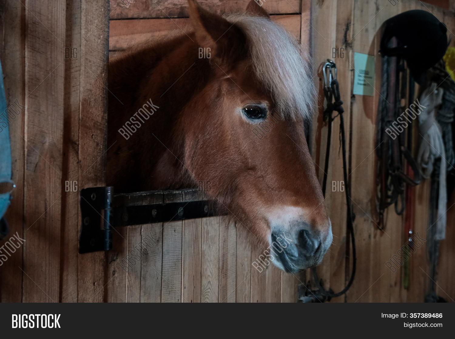 Brown Horse Stable. Image & Photo (Free Trial) | Bigstock