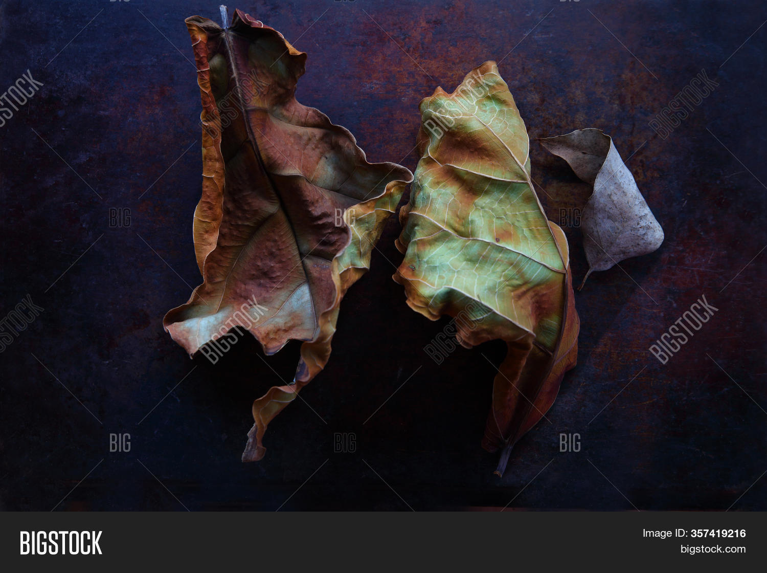 Leaves Earth Tones On Image & Photo (Free Trial) | Bigstock