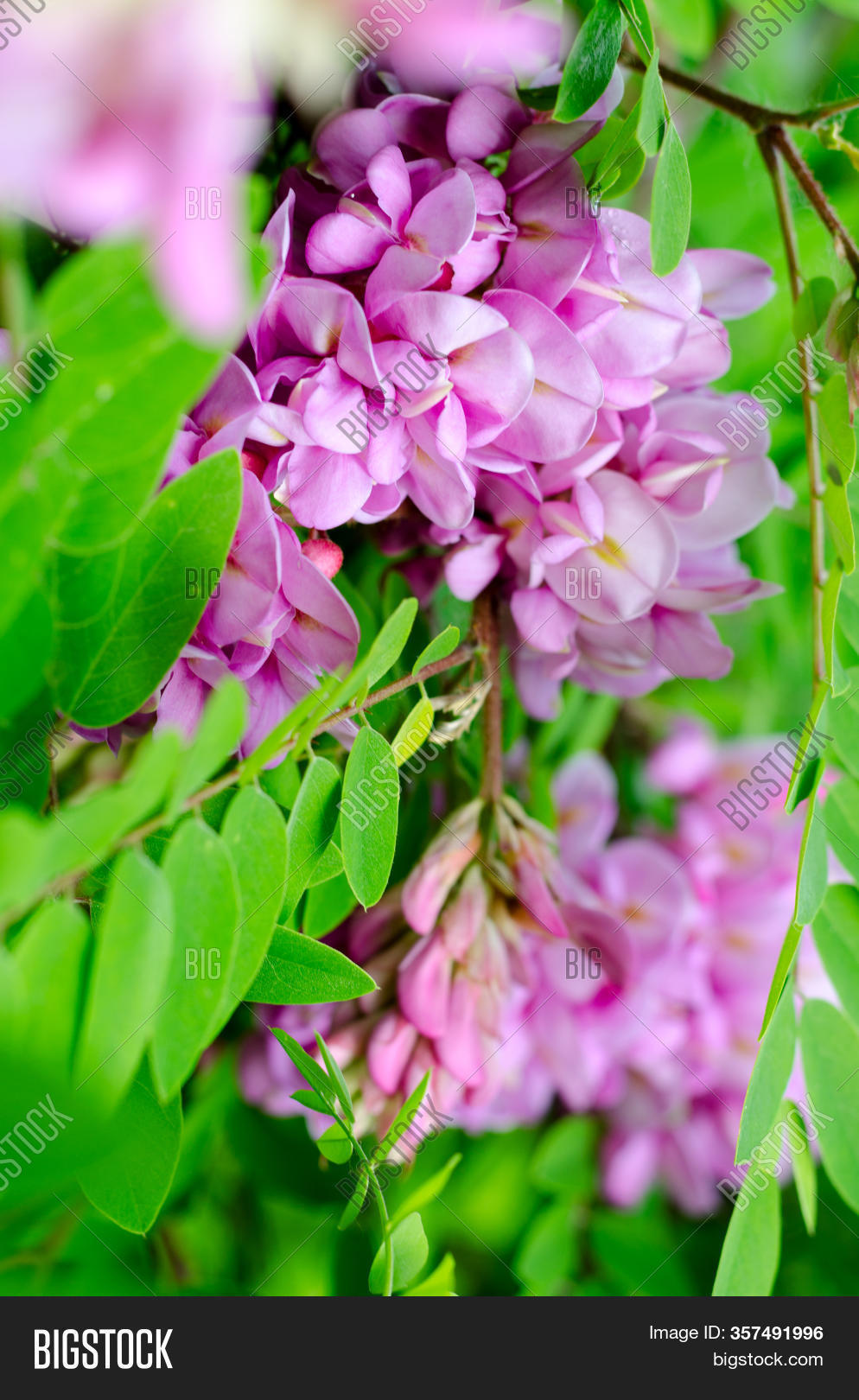 Beautiful Rose Acacia Image & Photo (Free Trial) | Bigstock