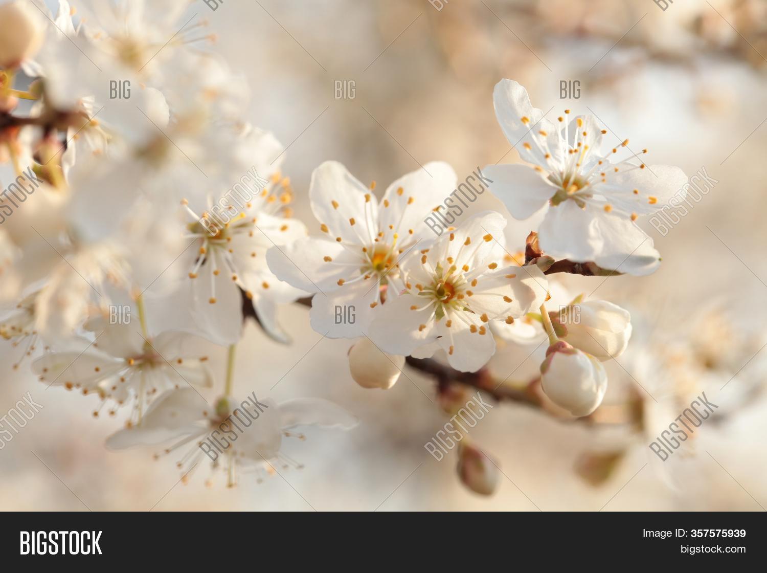 Spring Flowers Tree Image & Photo (Free Trial) | Bigstock